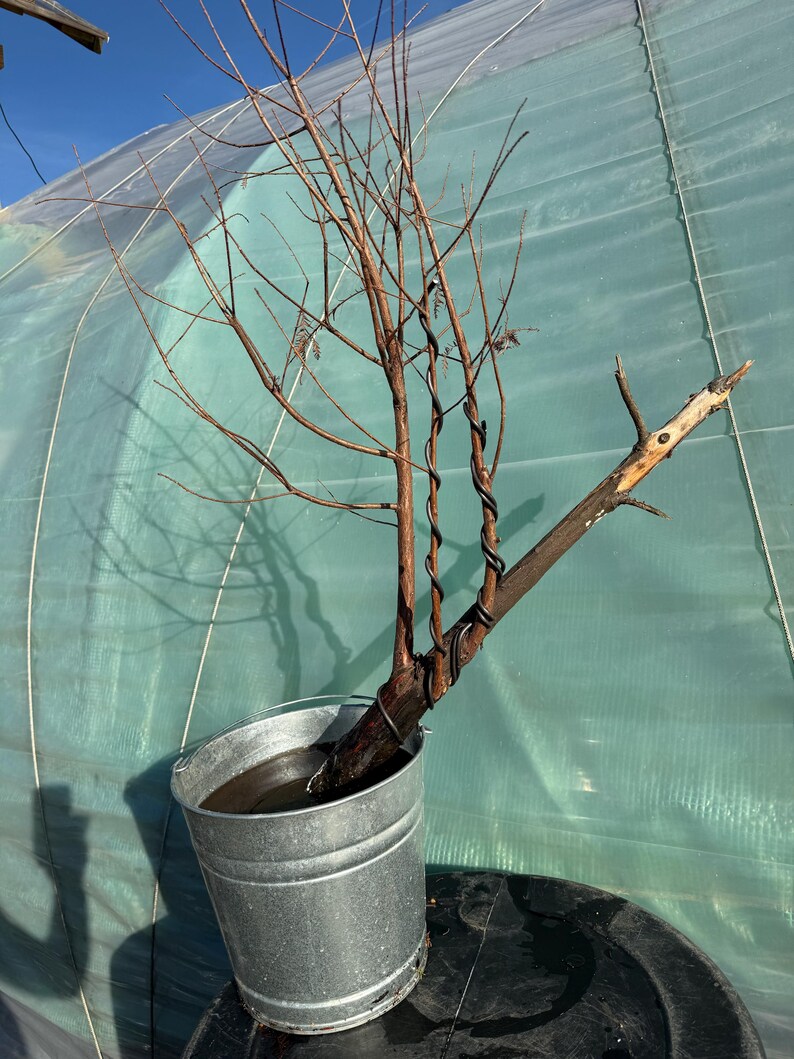 Mature Bald Cypress (taxodium Distichum) Slant Raft Bonsai With ...