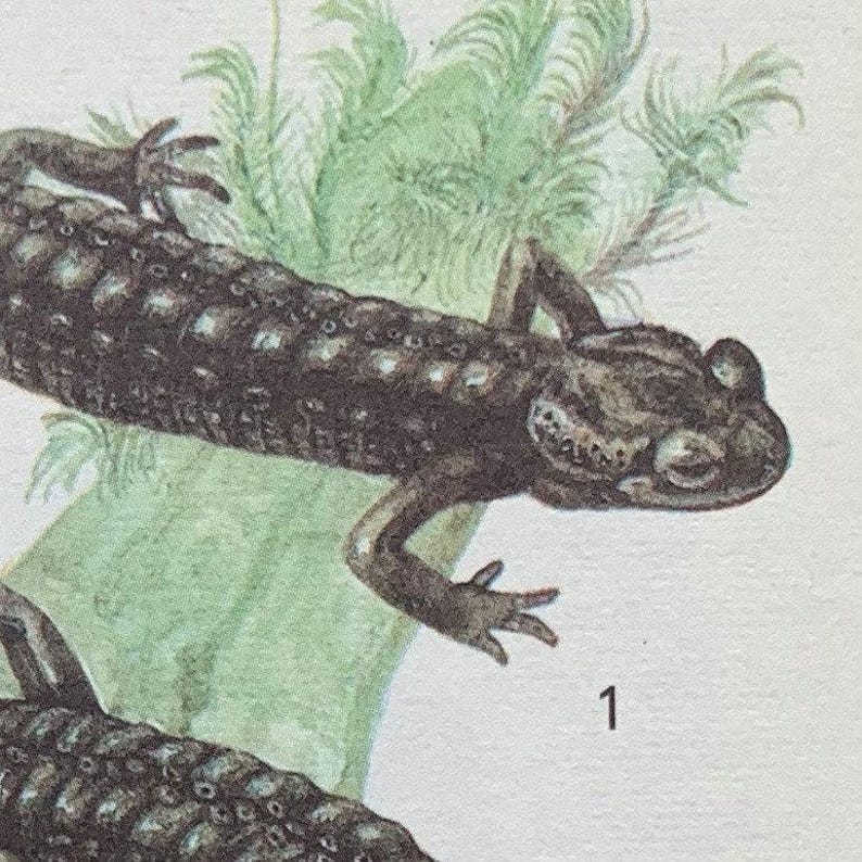 Alpine Salamander and Golden Striped Salamander Original Vintage Print ...