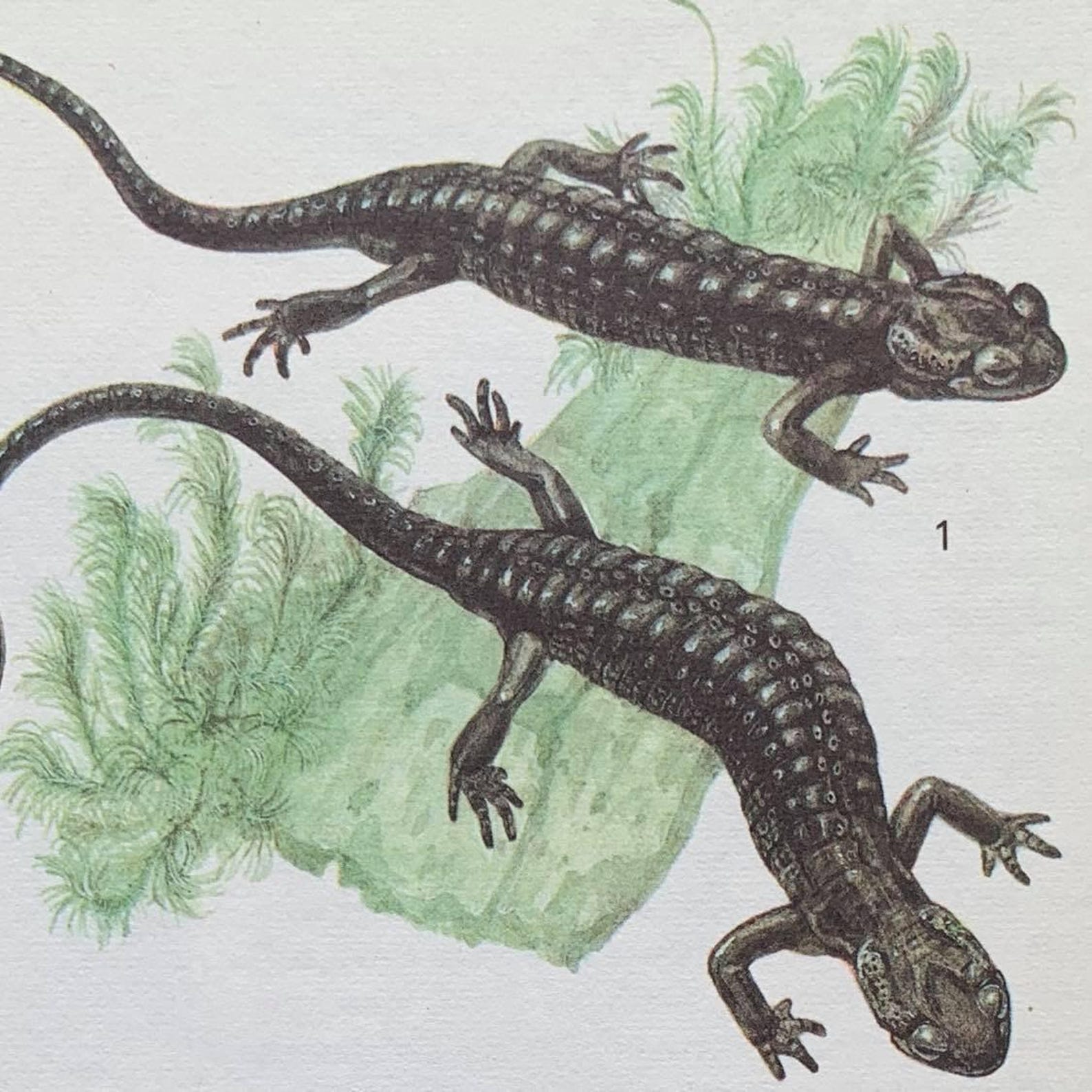 Alpine Salamander and Golden Striped Salamander Original Vintage Print ...