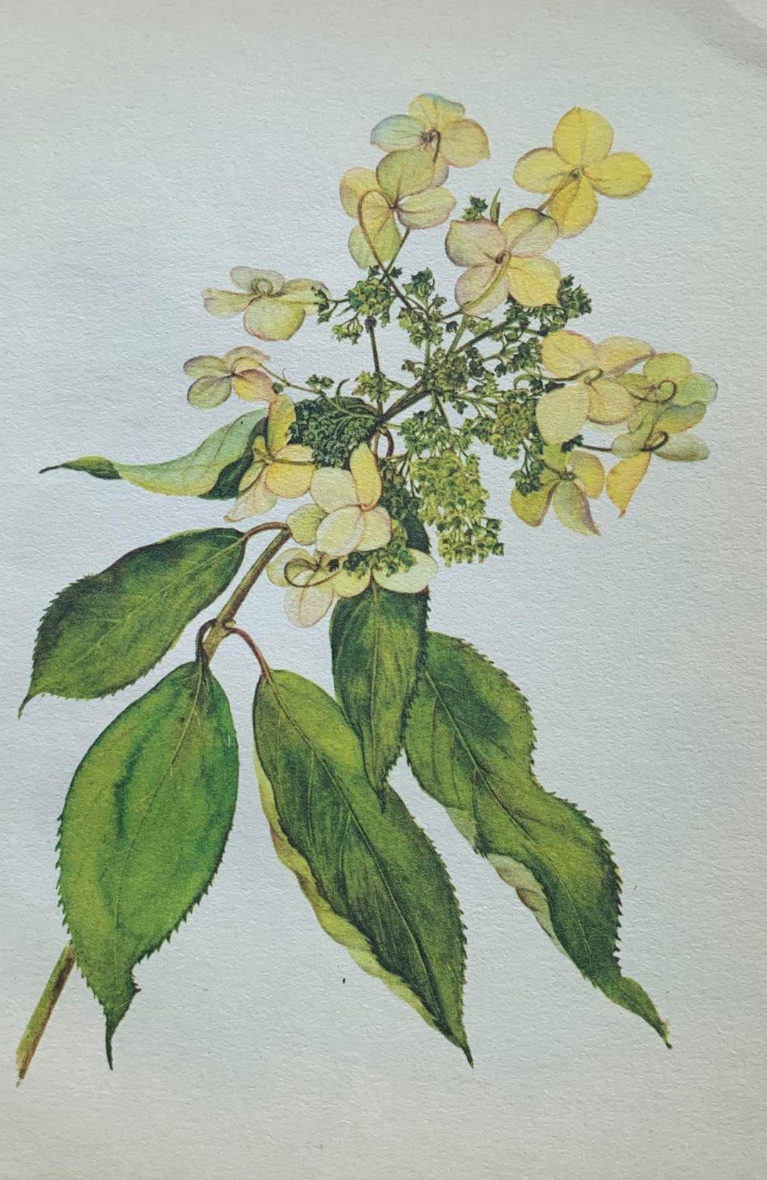 Shaggy Hydrangea Shrub From 'ornamental Shrubs' 1978 Original Vintage ...