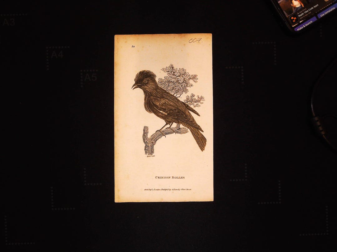 1808 Crimson Roller – Antique Bird Engraving | Original Natural History ...