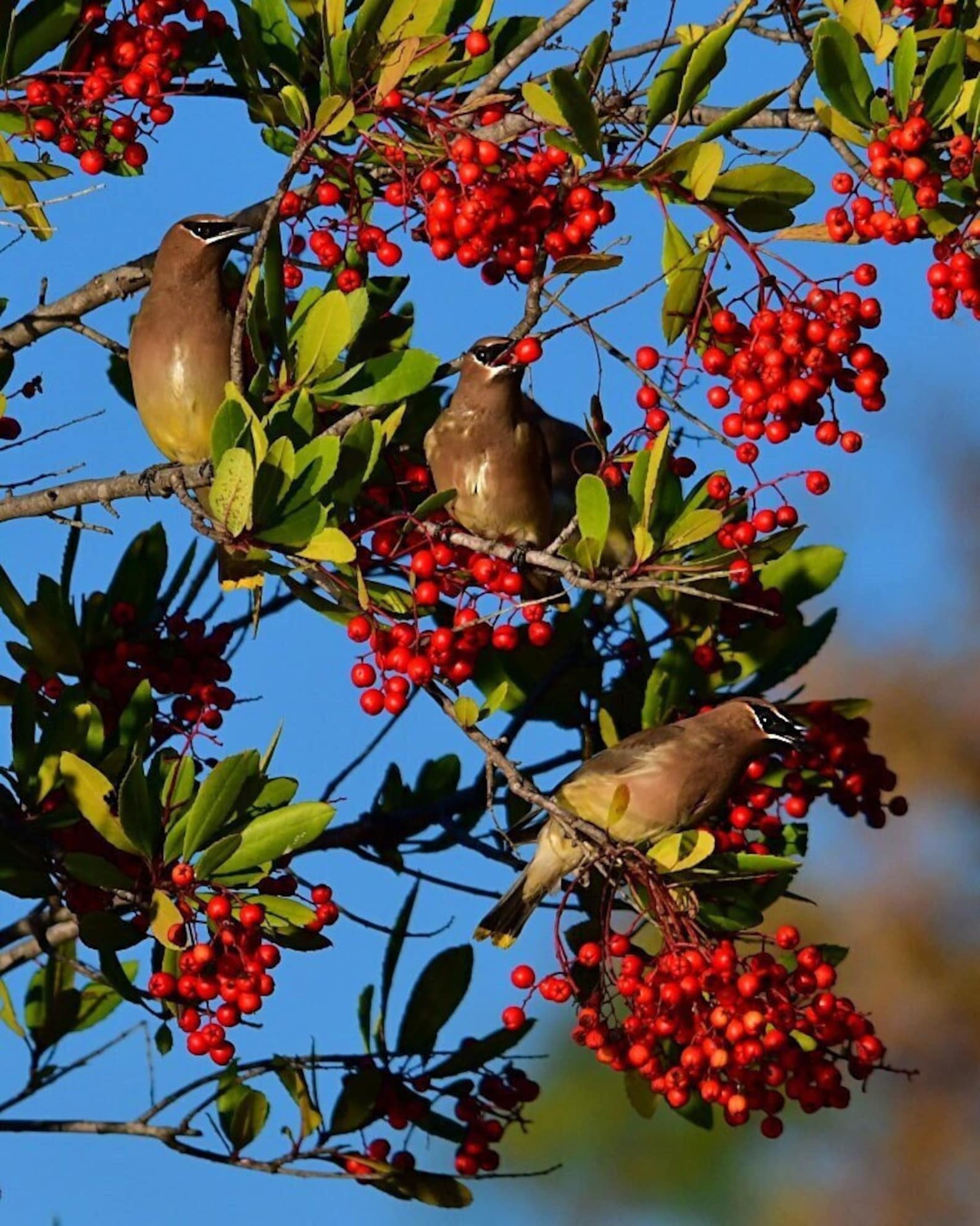 Cedar Waxwing Feast Photo, Berry Eating Cedar Waxwings, Cedar Waxwings ...