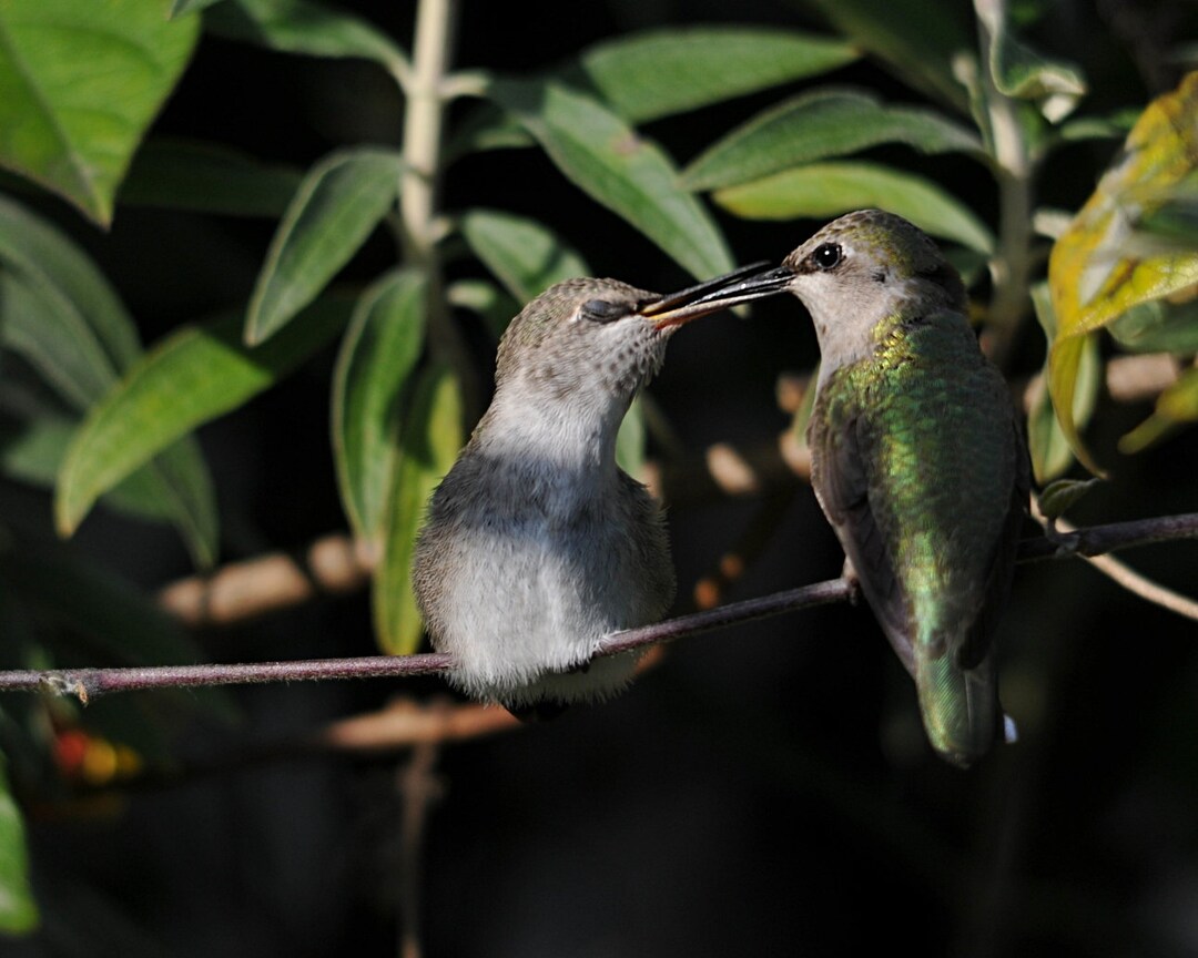 Mom Feeding Baby Humming Bird Photo, Baby Hummingbird, Bird Photography ...