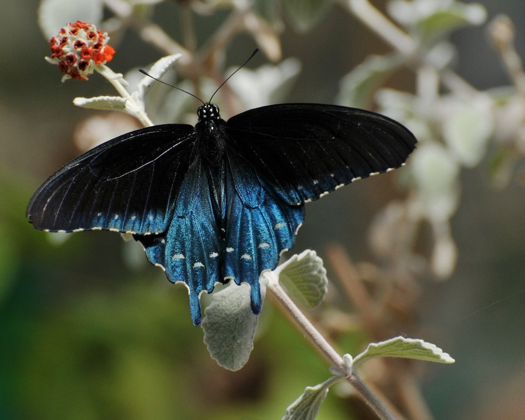 Swallowtail Butterfly Photo, Pipevine Swallowtail, Butterfly Decor ...