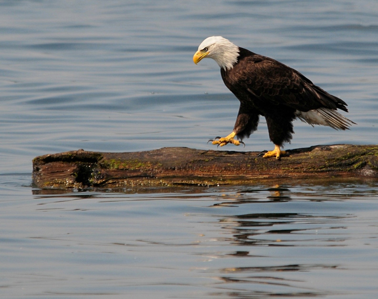Eagle Walking the Line Photo, Wall Decor, Home Decor, Man Cave Decor ...