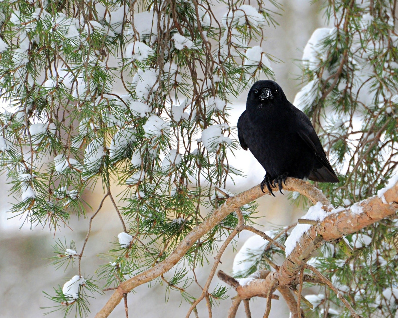 Crow in the Snow Photo, Wall Decor, Home Decor, Cottage Decor, Old Crow ...