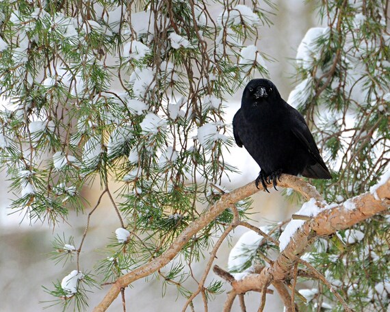 Crow in the Snow Photo Wall Decor Home Decor Cottage Decor | Etsy