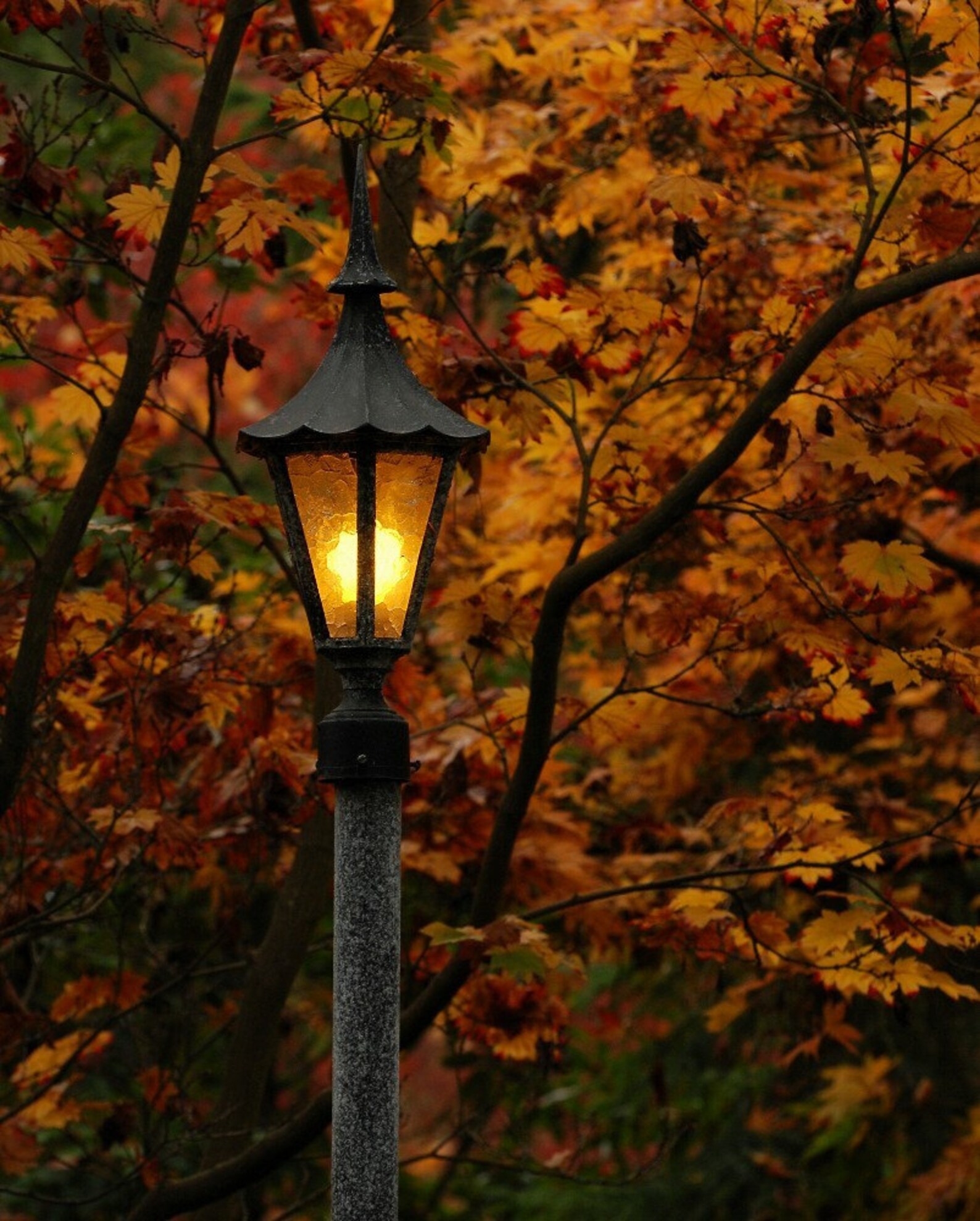 Lamp Post Photo, Light in the Autumn Woods, Light in the Dark, Wall ...