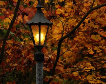 Lamp Post Photo, Light in the Autumn Woods, Light in the Dark, Wall ...