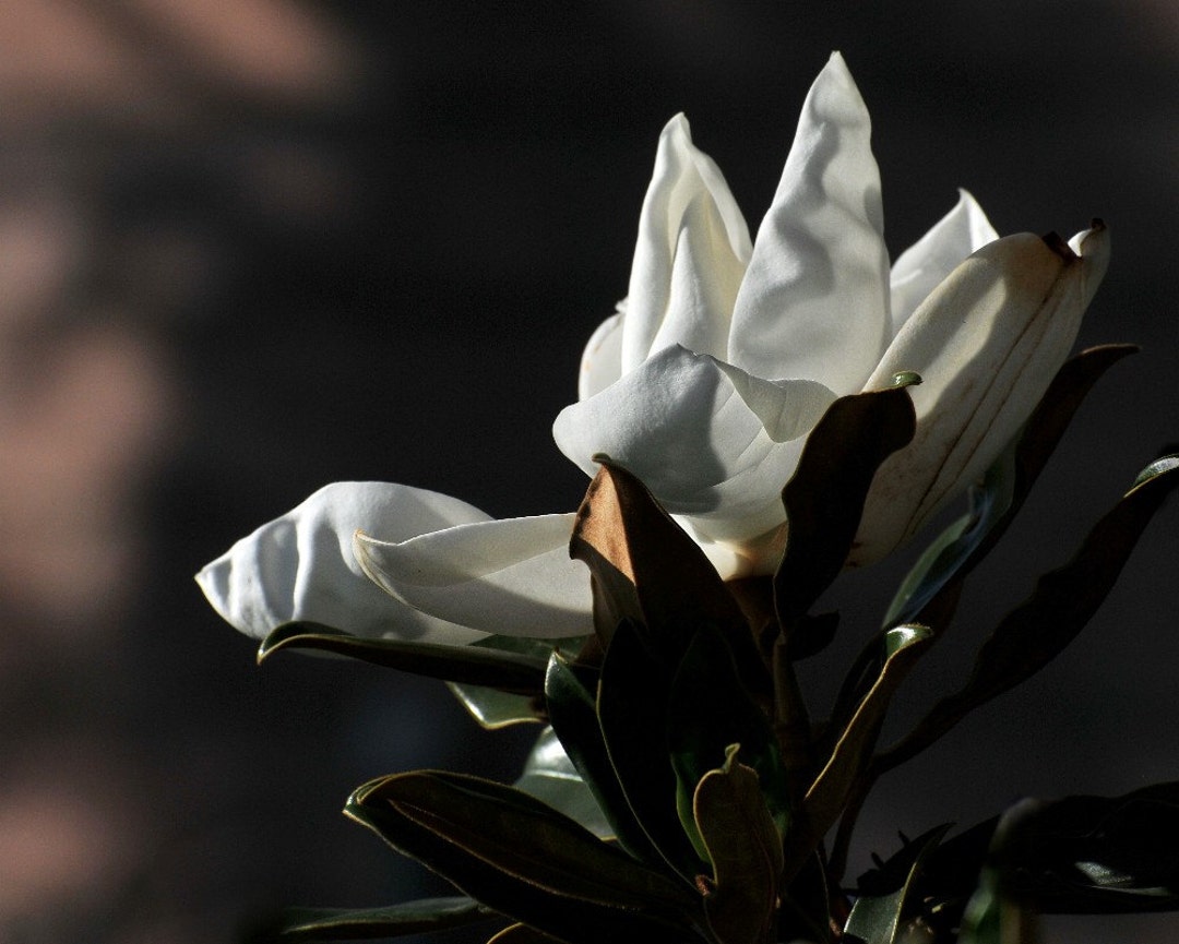 Magnolia Photo, Home Decor, Cottage Decor, Wall Decor, Floral Decor - Etsy