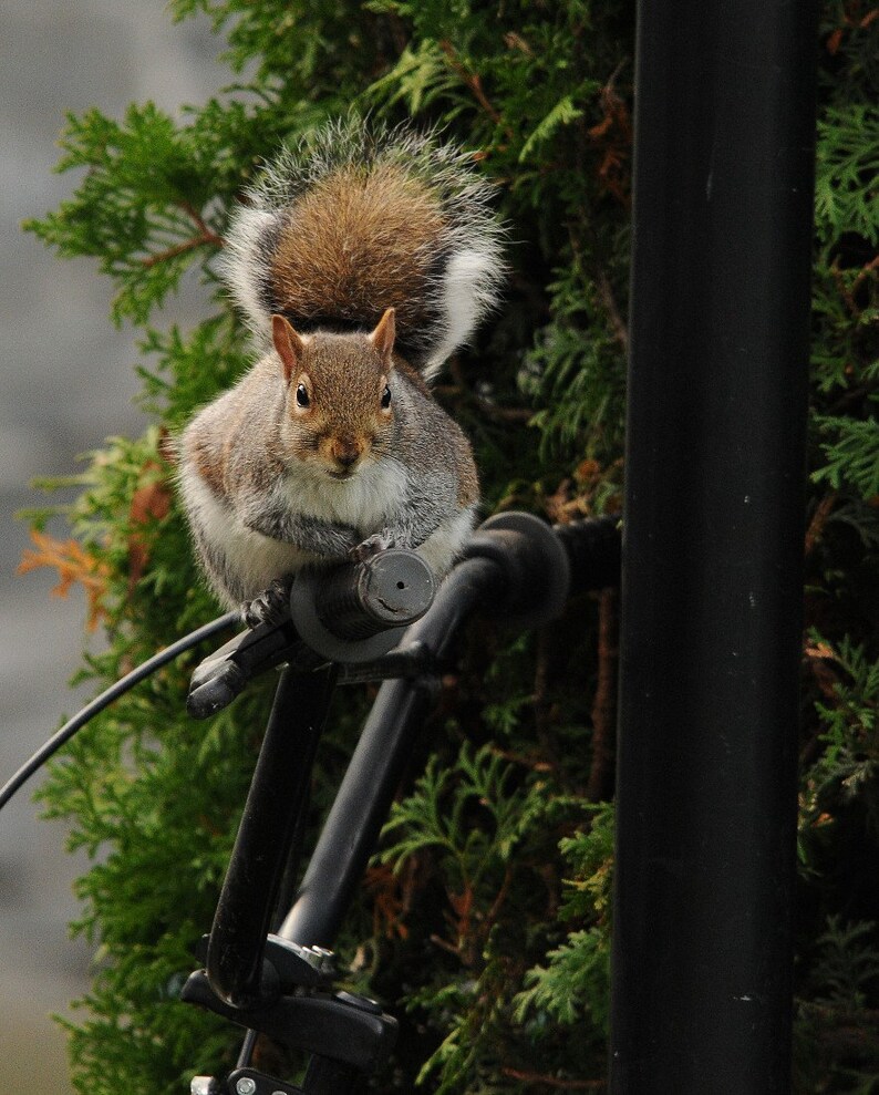 Bike Riding Squirrel Photo, Humorous Photo, Wall Decor, Home Decor ...
