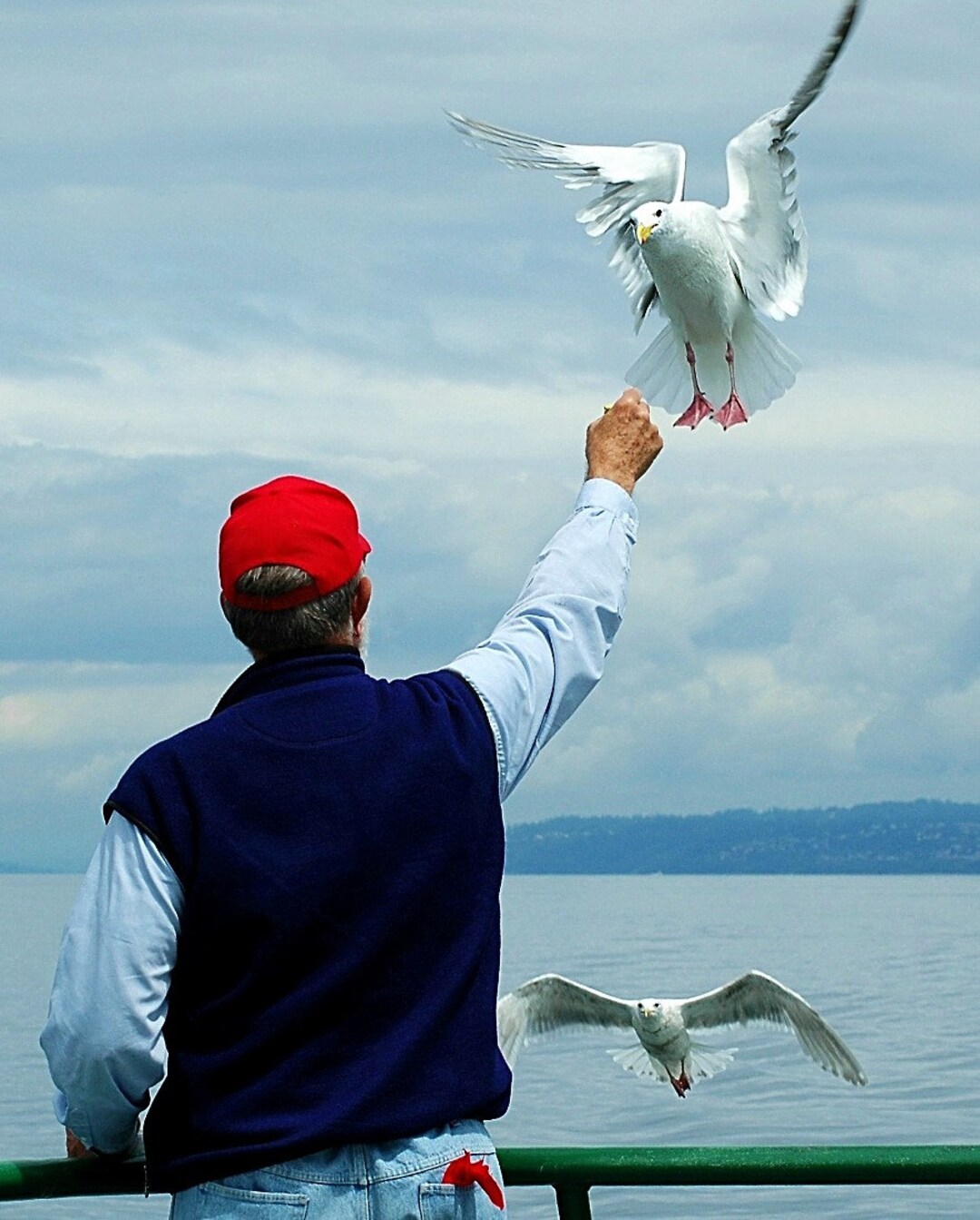 Puget Sound Seagull Photo - and They Will Come....seattle Photo, Home ...