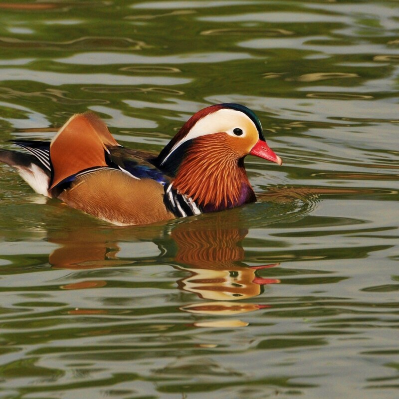 Mandarin Duck Art - Etsy