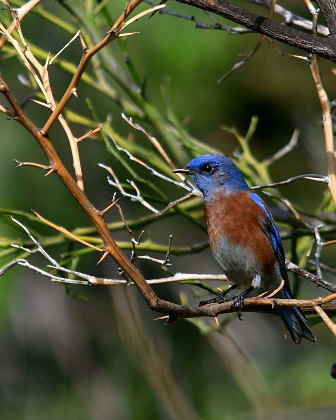 Western Bluebird Photo, Blue Bird Photo, Bluebird in Winter Photo, Home ...