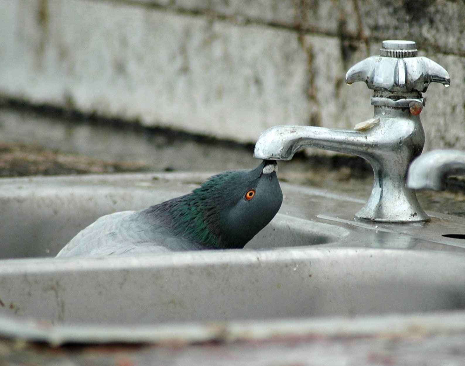 Humorous Bird Photo, Thirsty Pigeon, Great Home Decor, Wall Decor, Bird ...