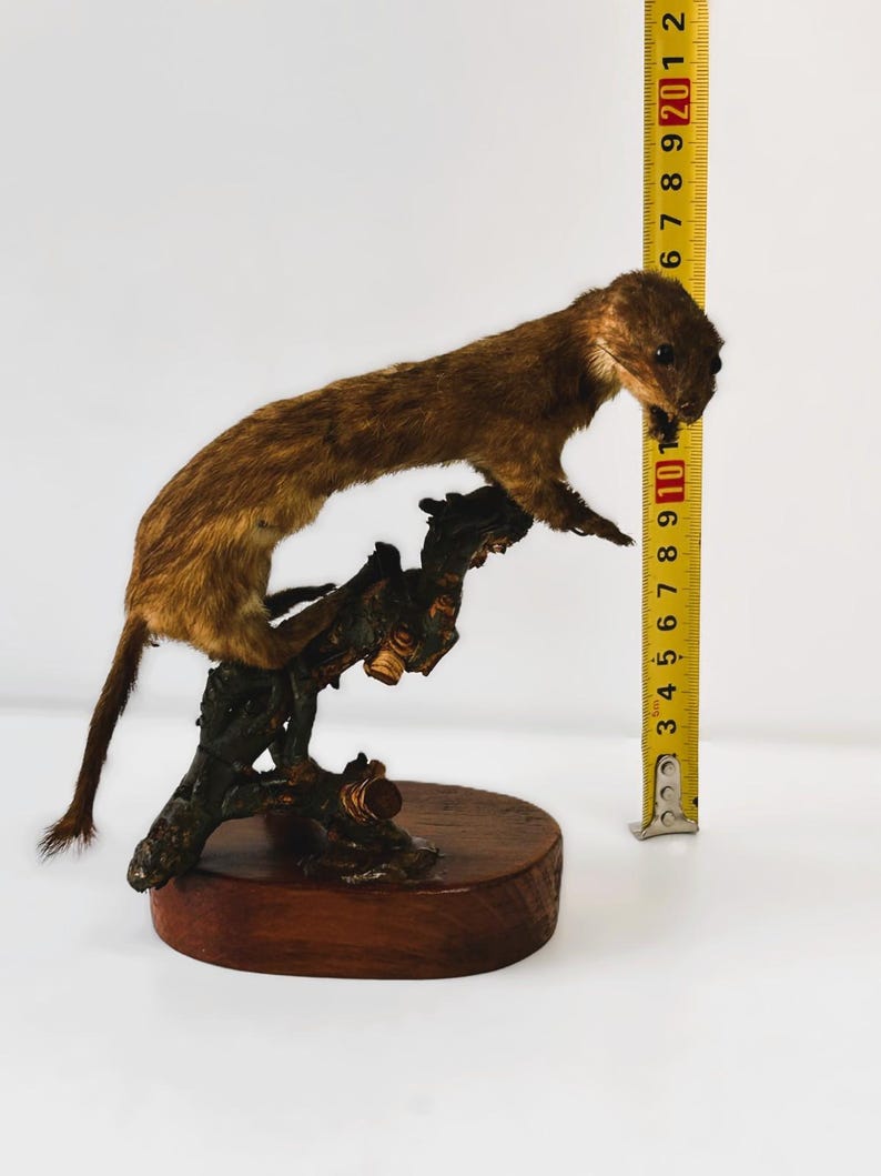 Weasel Taxidermy Real Size Stuffed Vintage Early 1900s - Etsy