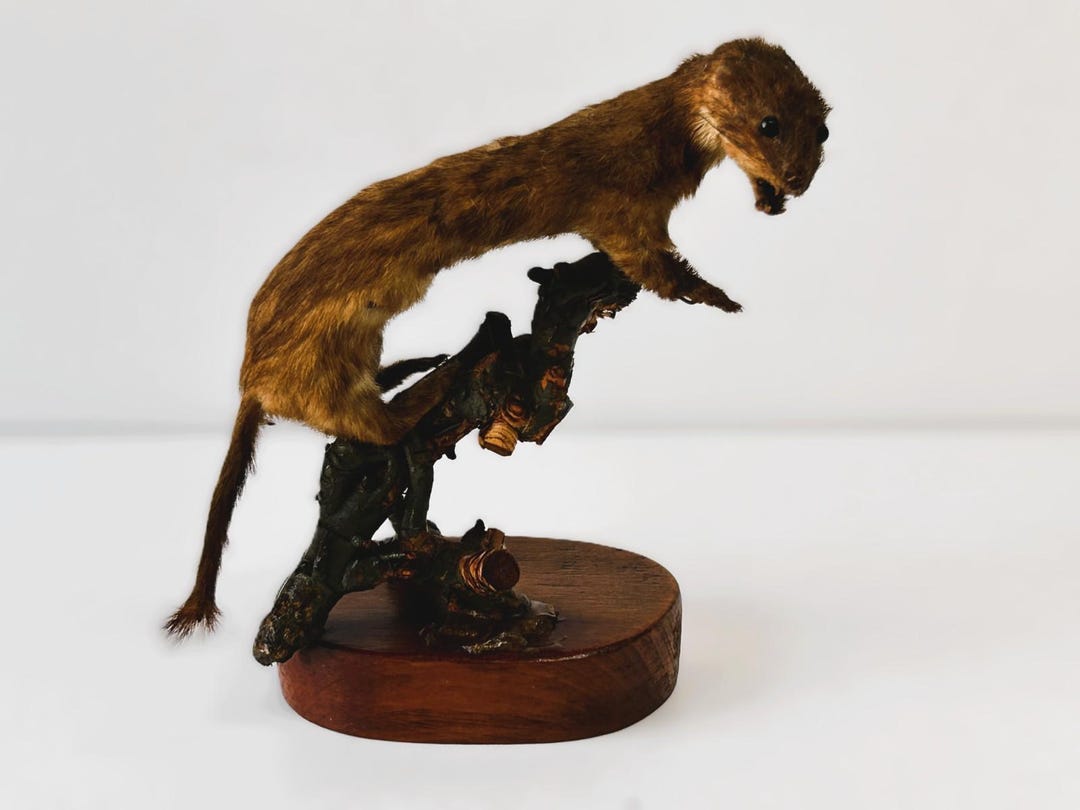 Weasel Taxidermy Real Size Stuffed Vintage Early 1900s - Etsy