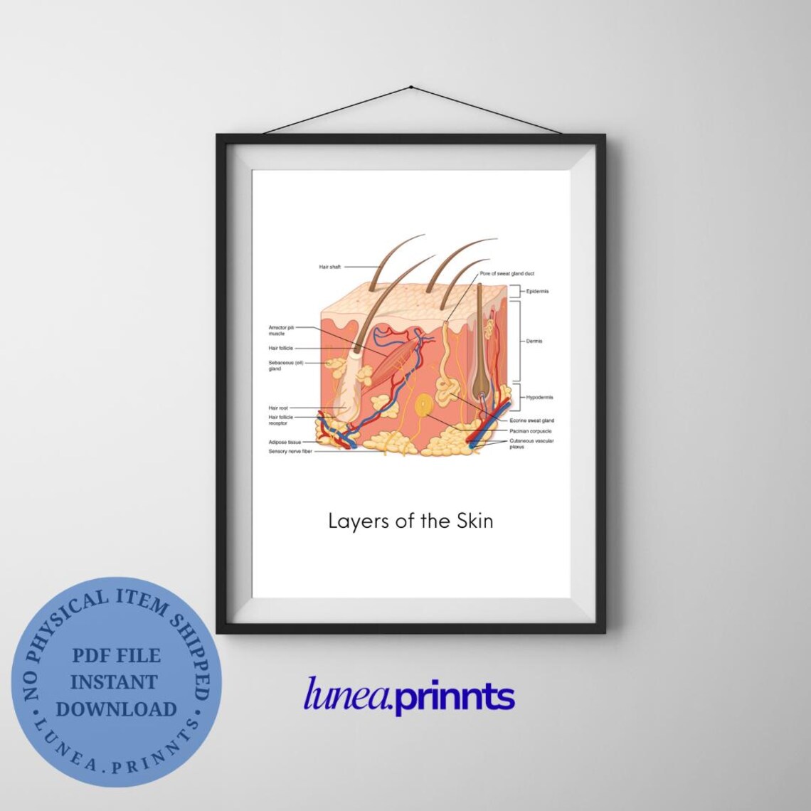 Skin Clinic Skin Diagram Set of 3 Digital Prints to Frame - Etsy