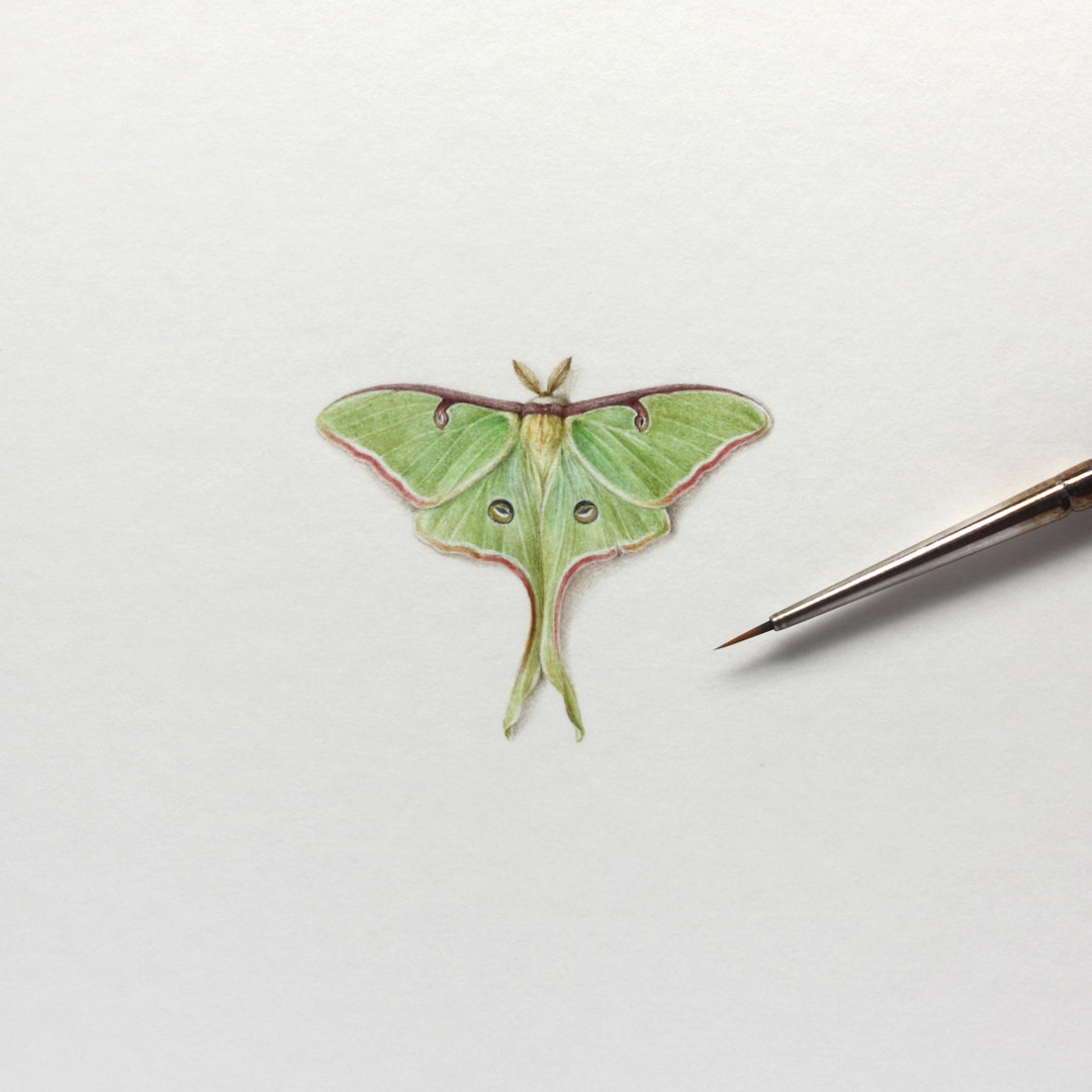 Luna Moth. Print From Original Watercolor Miniature Painting. Tiny Art ...