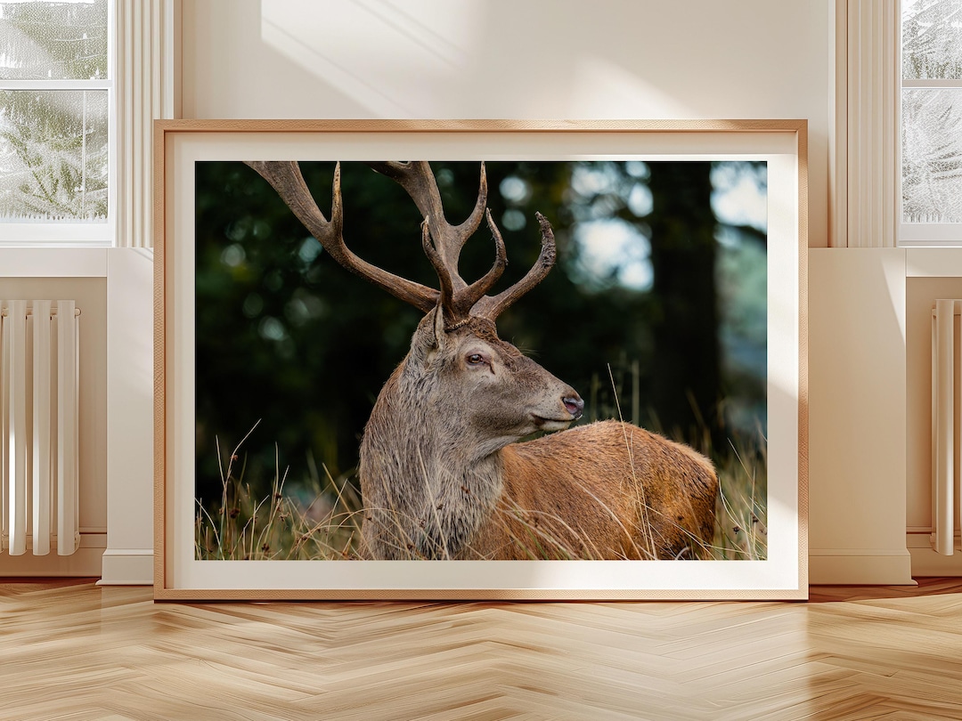 Red Deer Stag Print - Majestic Wildlife Photography Wall Art - Etsy 日本