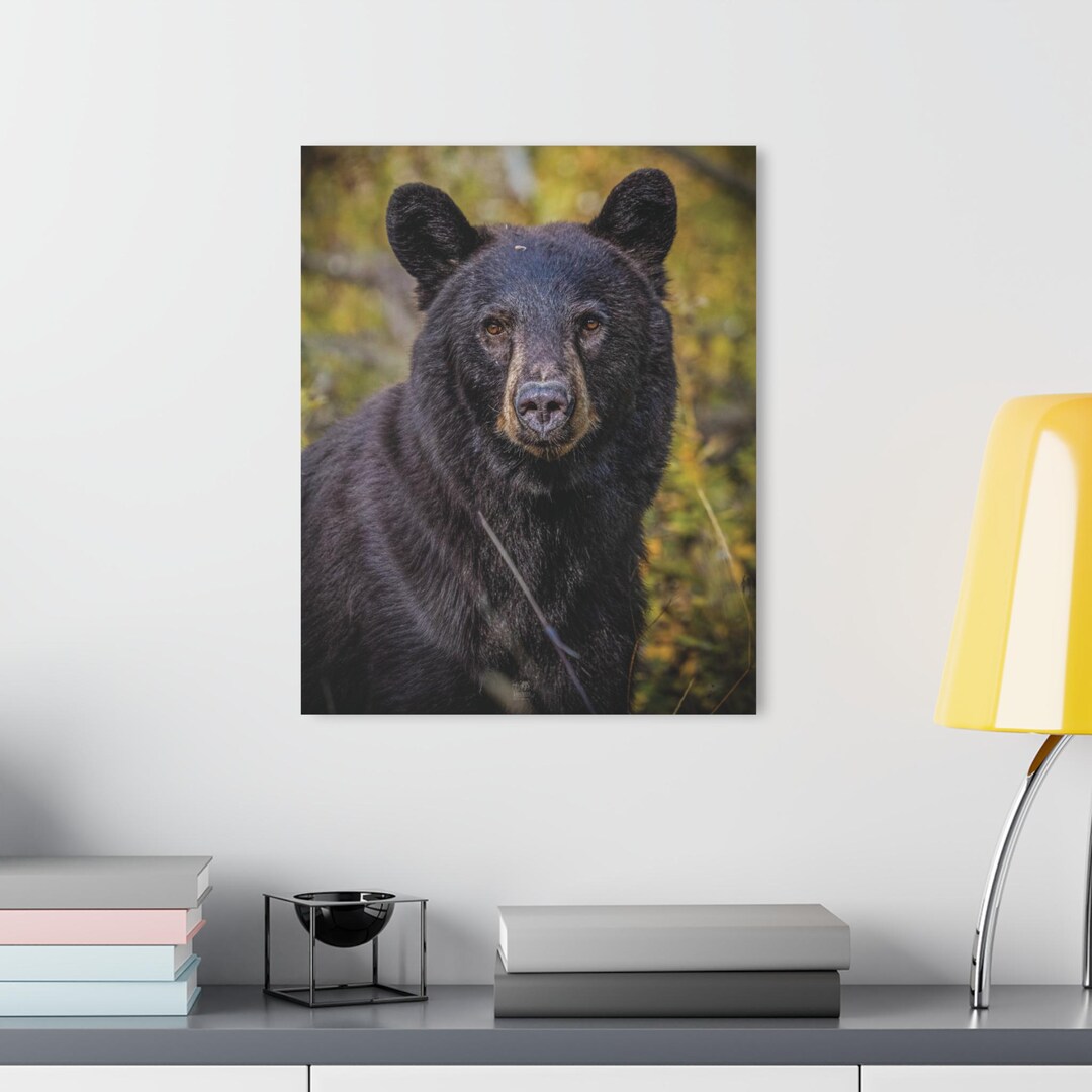 Black Bear Portrait Acrylic Print French Cleat Hanging | Wildlife Wall ...