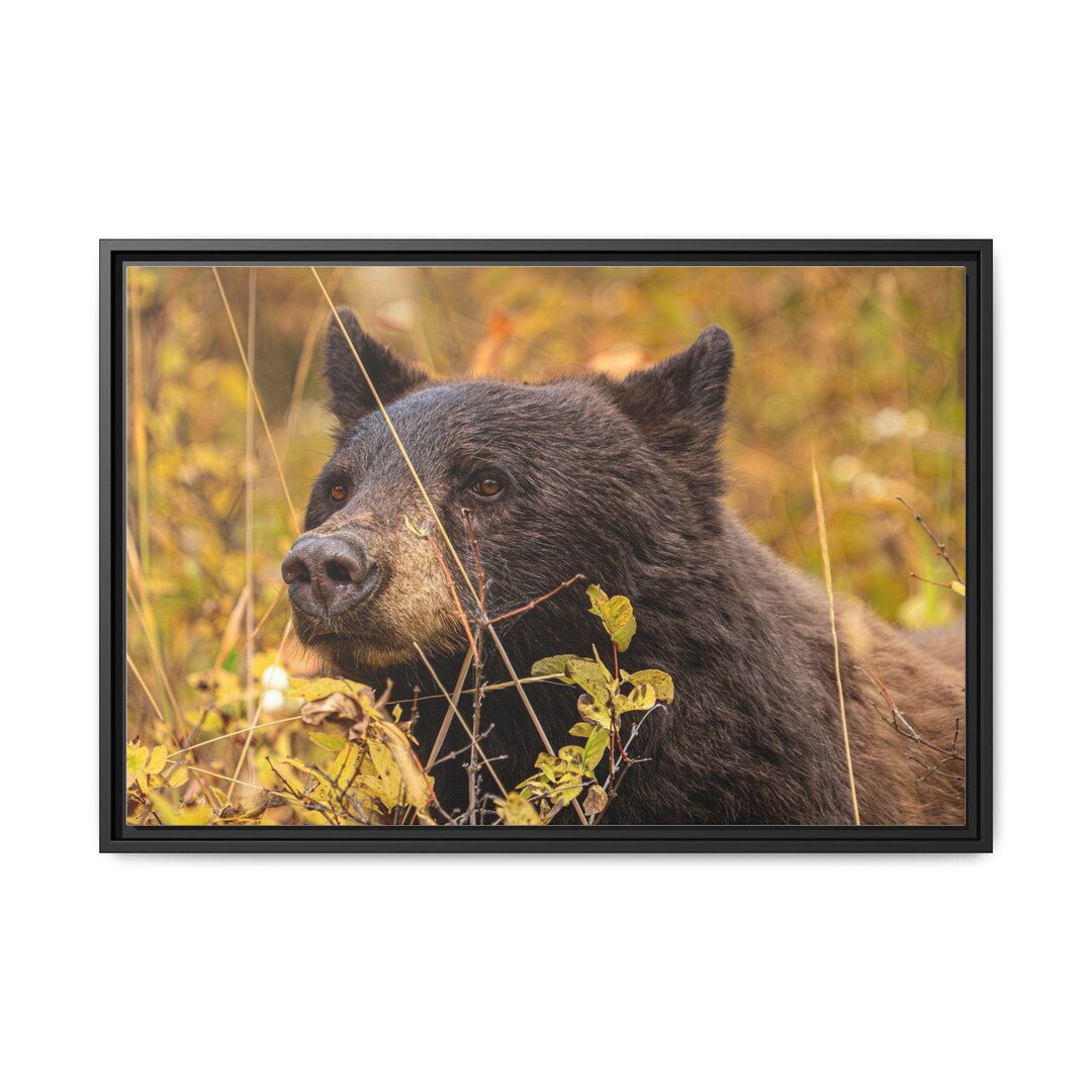 Black Bear Portrait Matte Canvas Framed | Wildlife Wall Art - Etsy