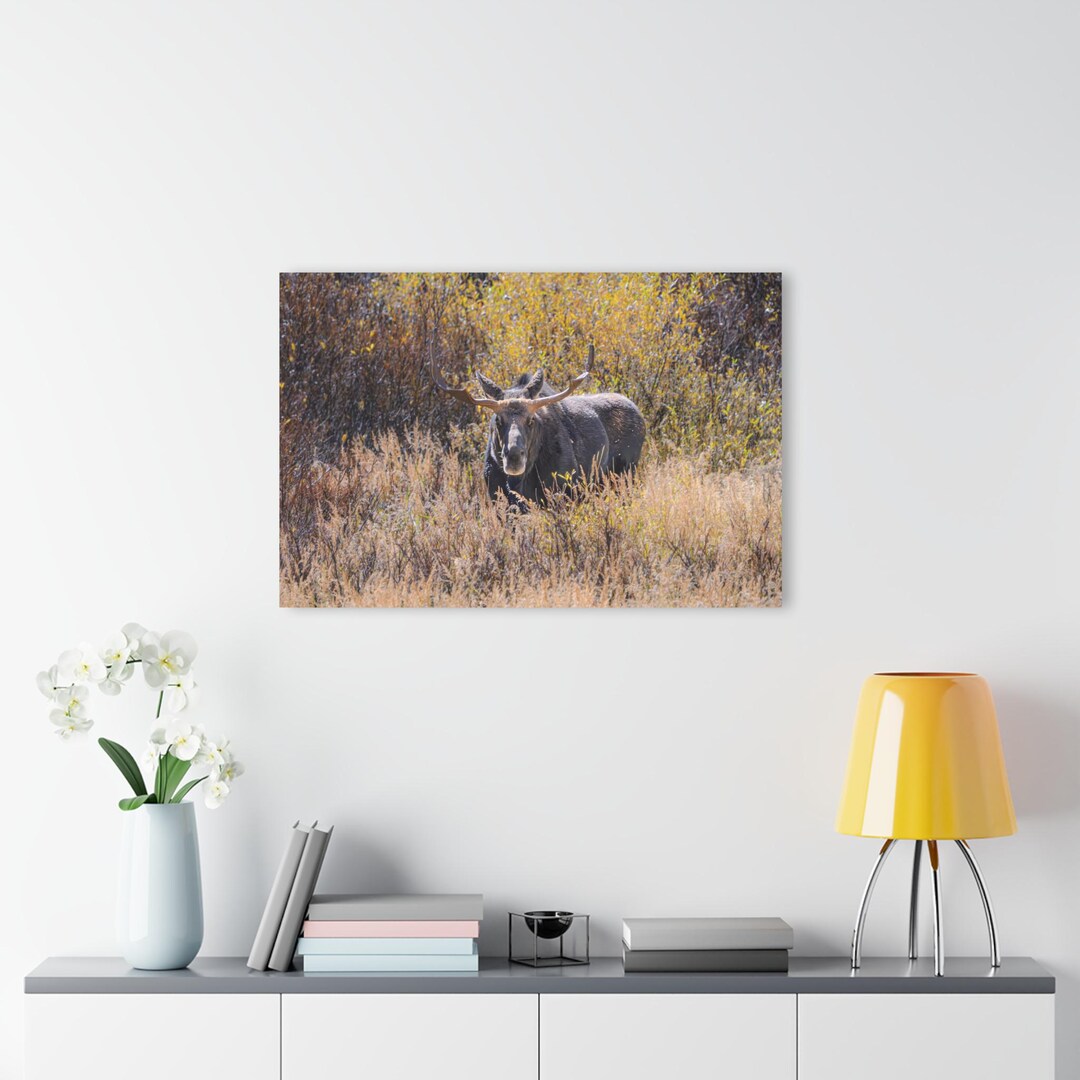 Moose in Autumn Grass Acrylic Print | Wall Art French Cleat Hanging - Etsy