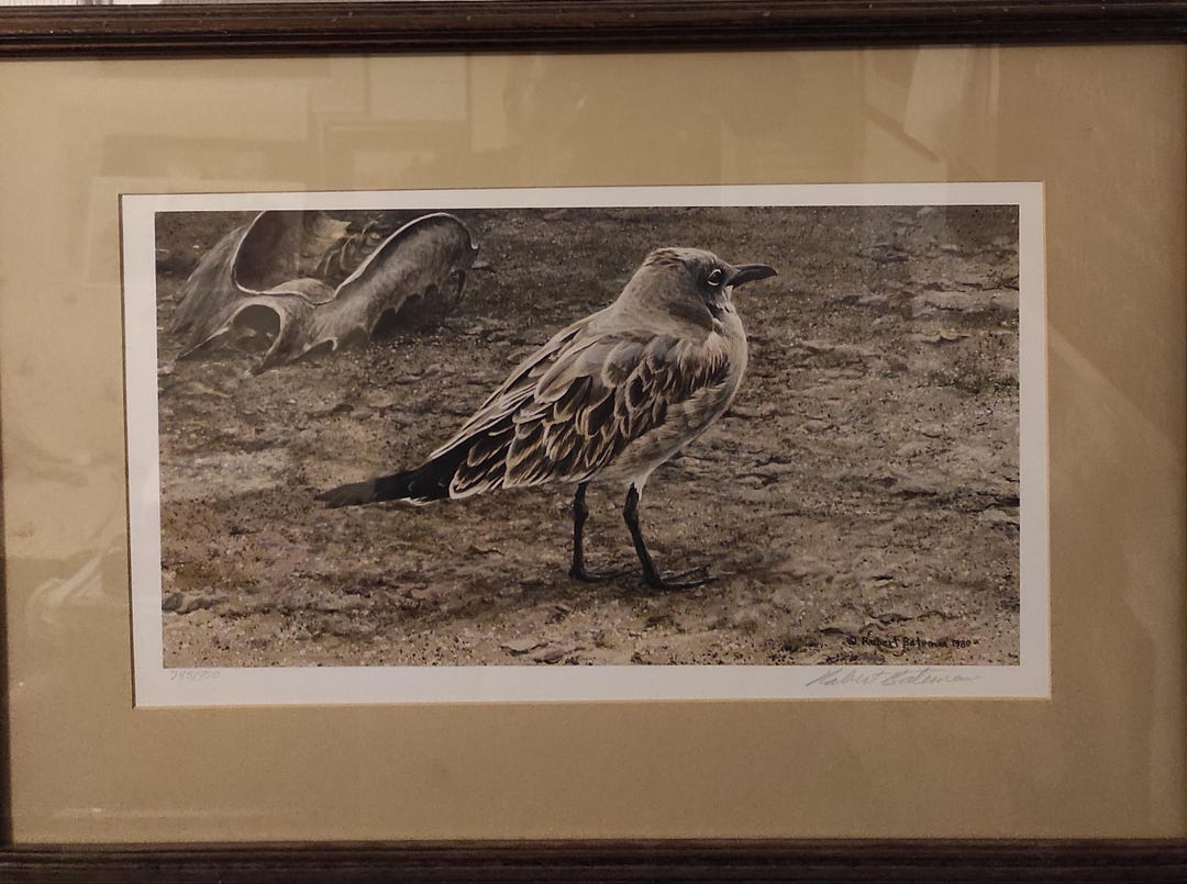 Laughing Gull and Horseshoe Crab by Robert Bateman. - Etsy