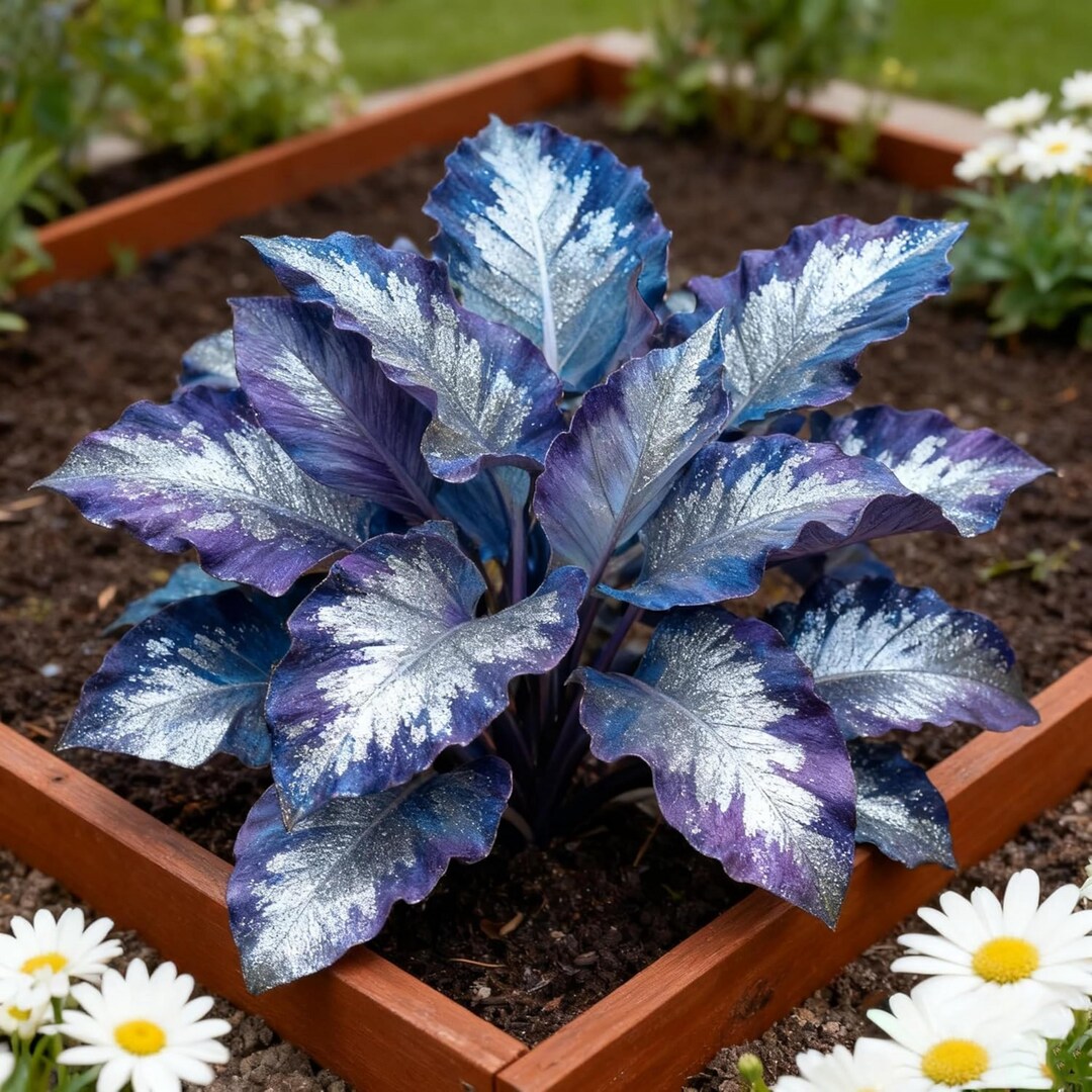 Hosta Seed Mix (290+) – Mixed Color Heirloom Perennial for Shaded ...