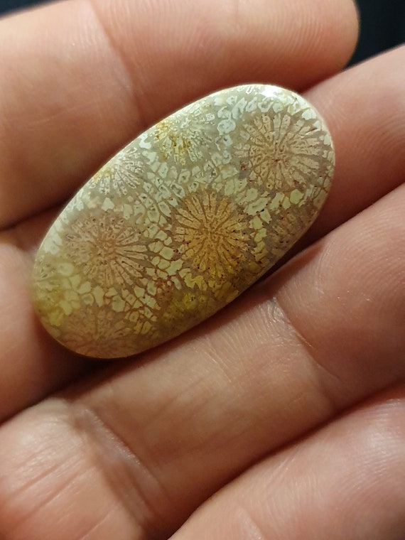 Petrified Fossil With Pink Pattern Flowers Cabochon | Etsy