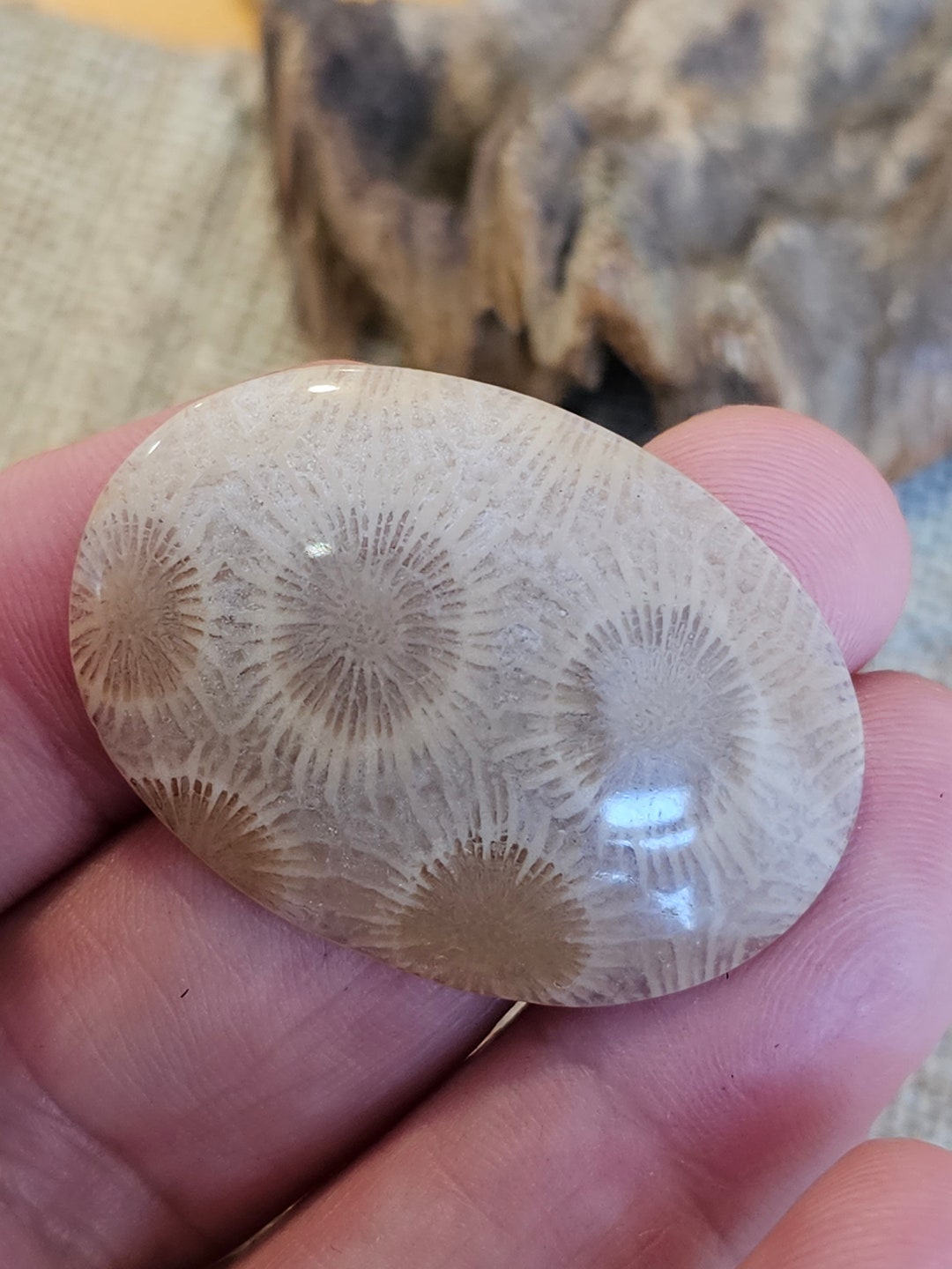 Unique and Rare Indonesian Fossol Coral Cab for Stunning - Etsy