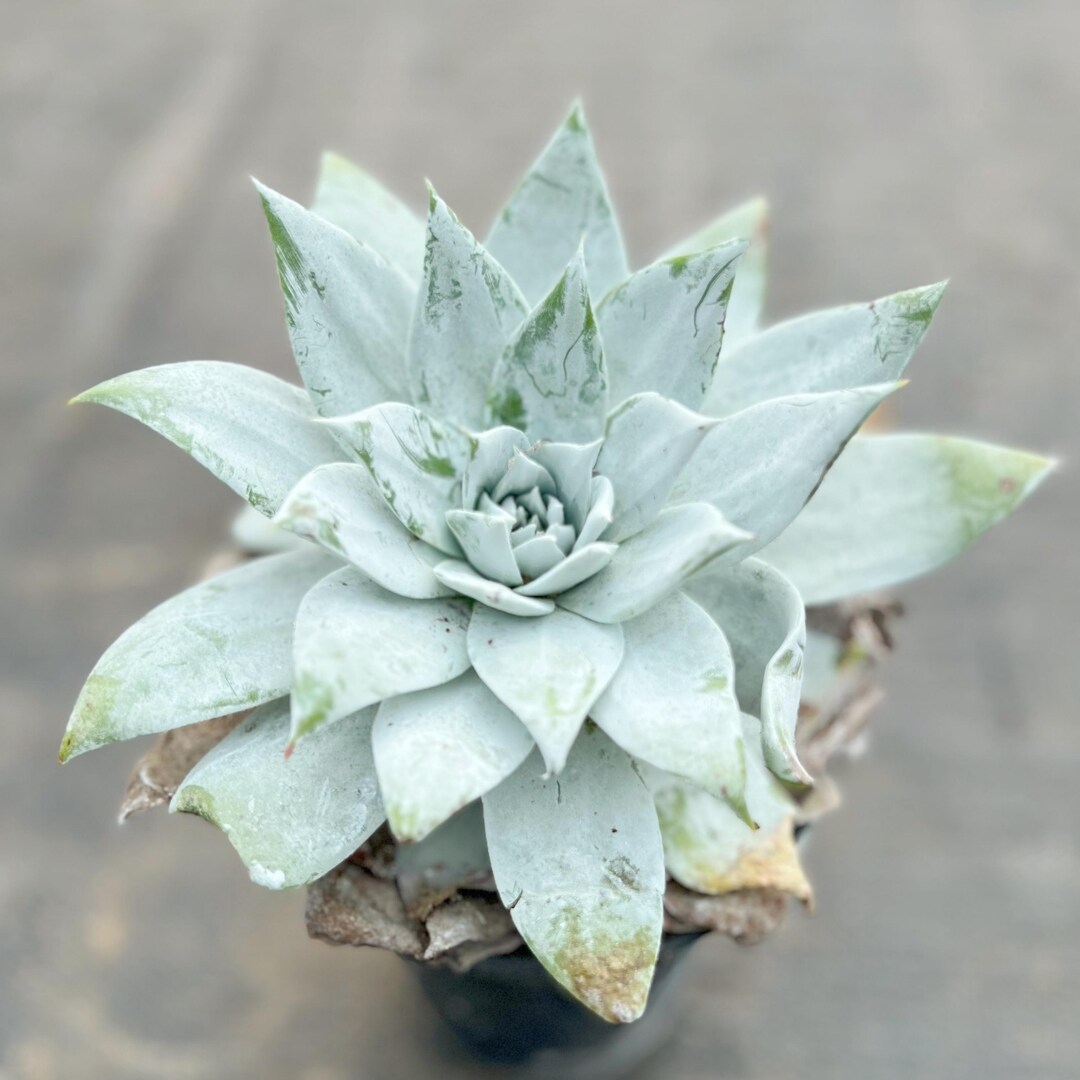 6'' Dudleya Brittonii, Thick Stem 5 Yrs Old, Rare Living Succulent ...