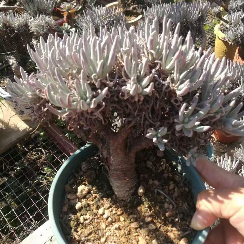 6'' Dudleya Edulis, 5 Yrs Old Cluster, Rare Living Succulent Plant - Etsy