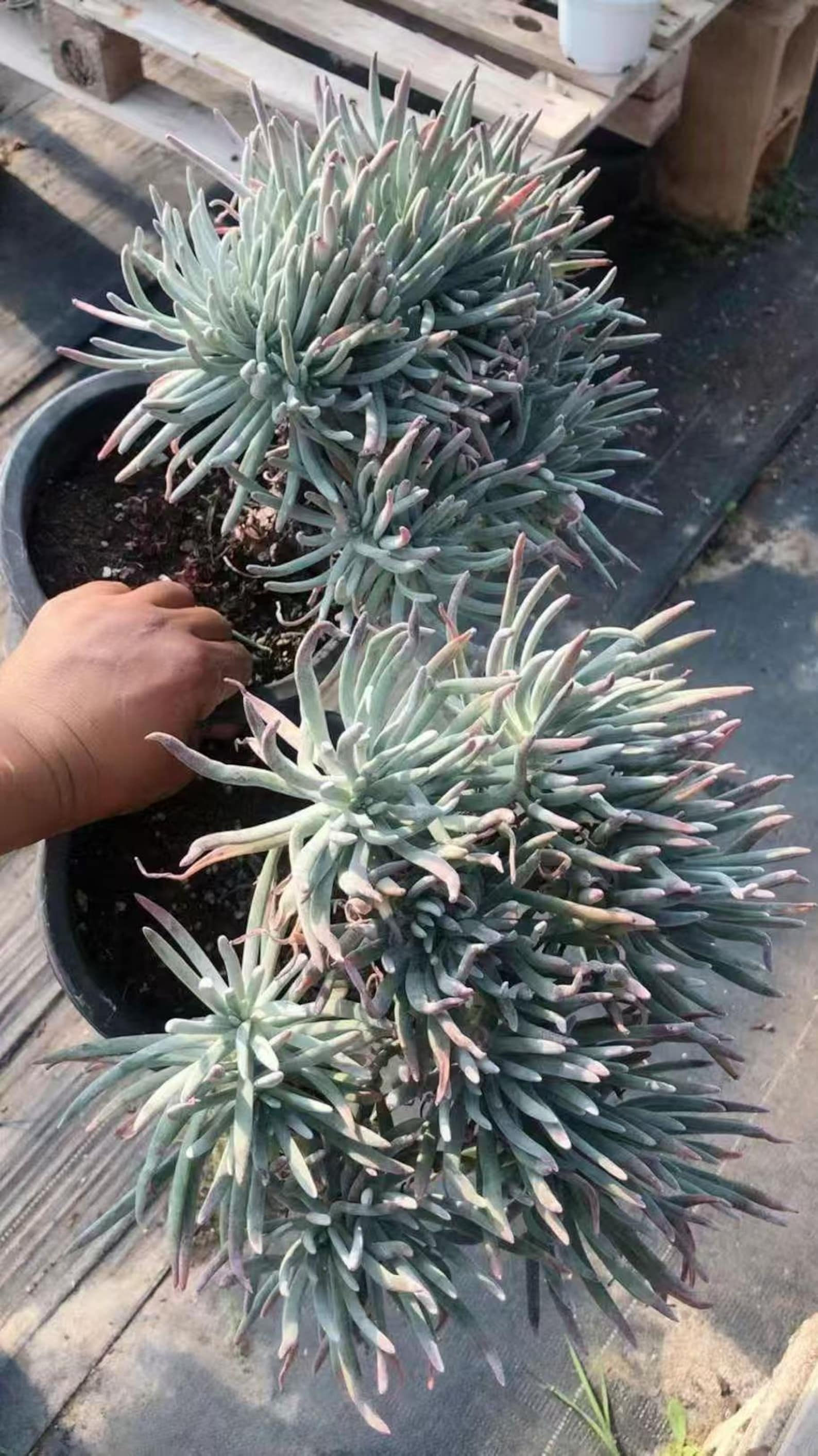 6'' Dudleya Edulis, 5 Yrs Old Cluster, Rare Living Succulent Plant - Etsy