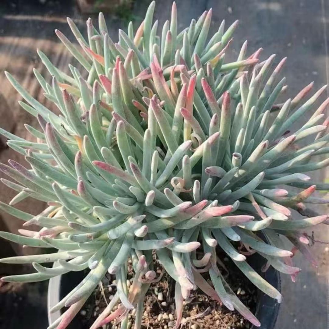 6'' Dudleya Edulis, 5 Yrs Old Cluster, Rare Living Succulent Plant - Etsy