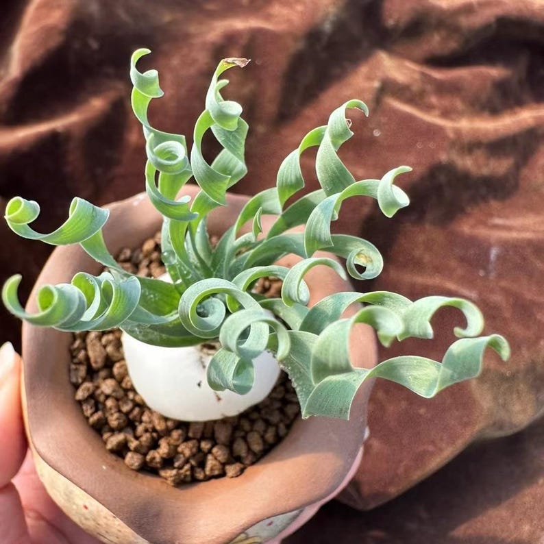 Albuca Concordiana, Rare Living Succulent Plant, 0.5''+ Bulb (dormant ...