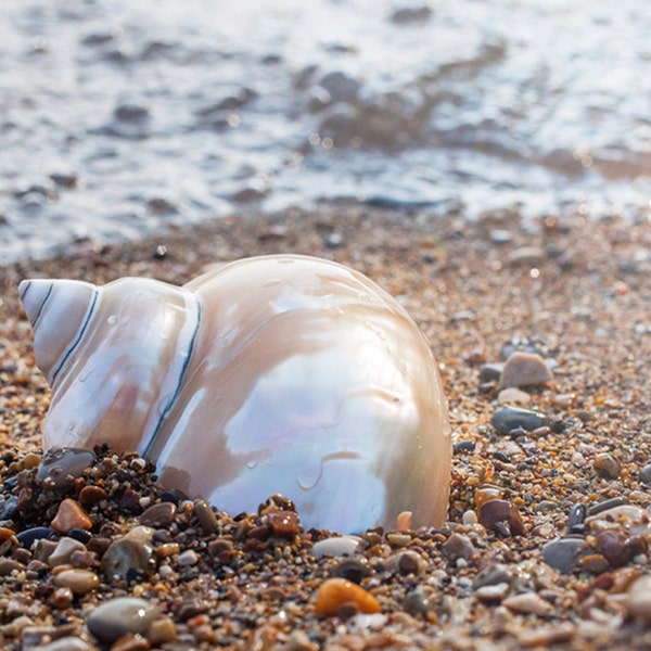 Large Seashell Wall Art - Etsy