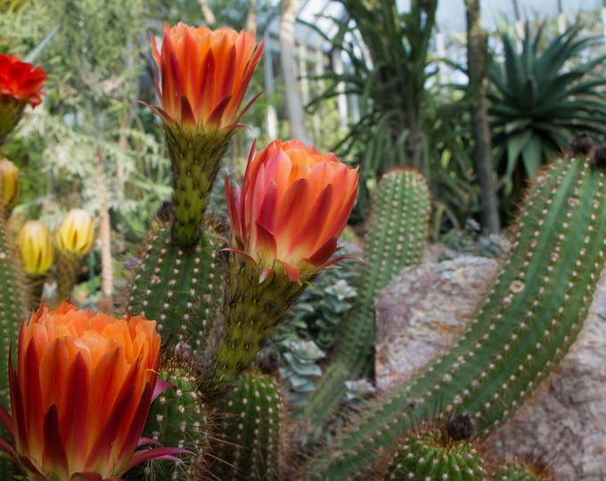 Cactus Art Print, Cactus Photography, Cactus Photo, Southwest Home ...