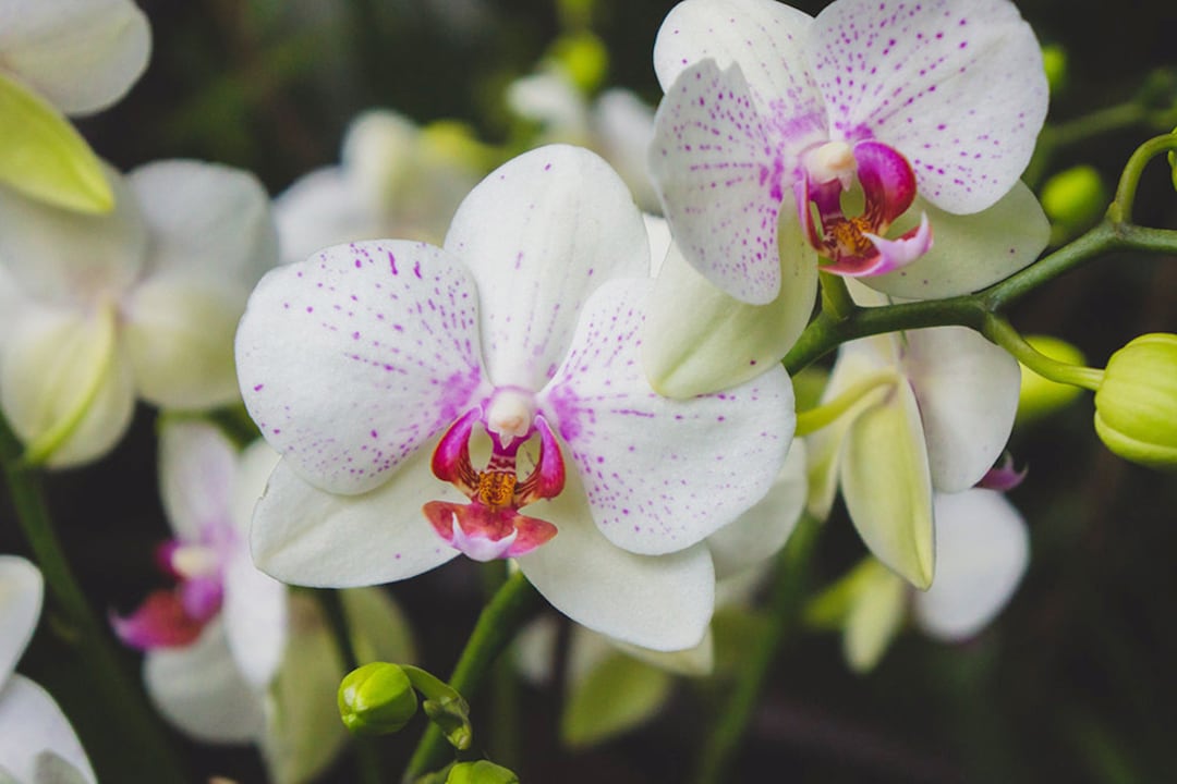 White Orchid Photo Flower Print Floral Photo Orchid Etsy