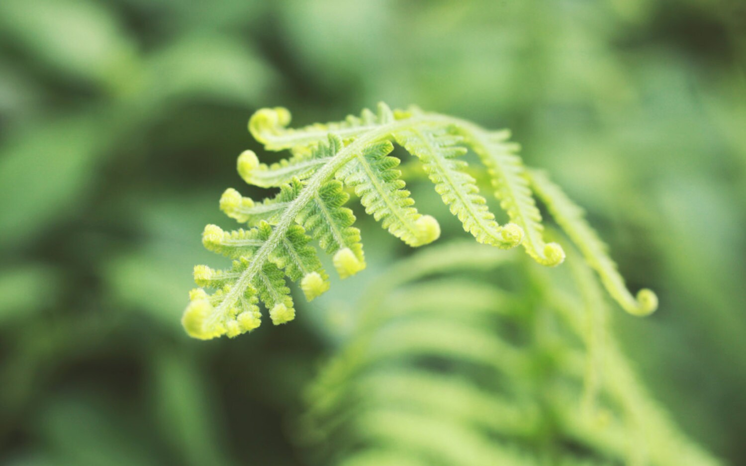 Fern Photography Fern Photo Botanical Art Green Wall Decor - Etsy