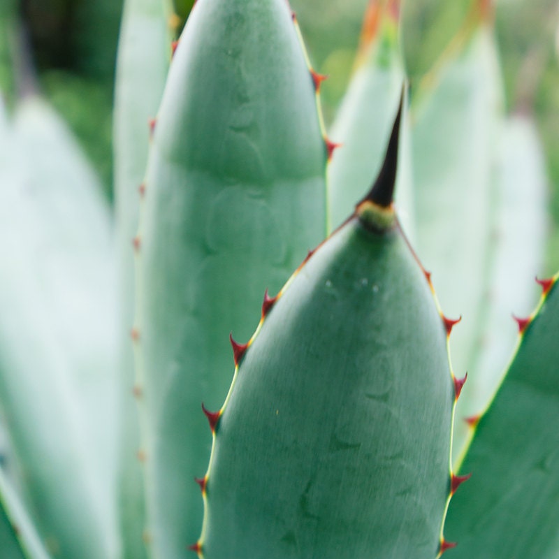 Agave Photograph Agave Photo Succulent Photography Mint | Etsy