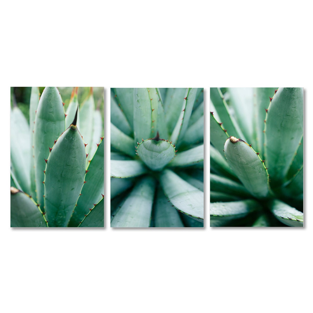 Agave Gallery Wrap Canvas, Set of 3 Canvas, Succulent Canvas, Nature ...