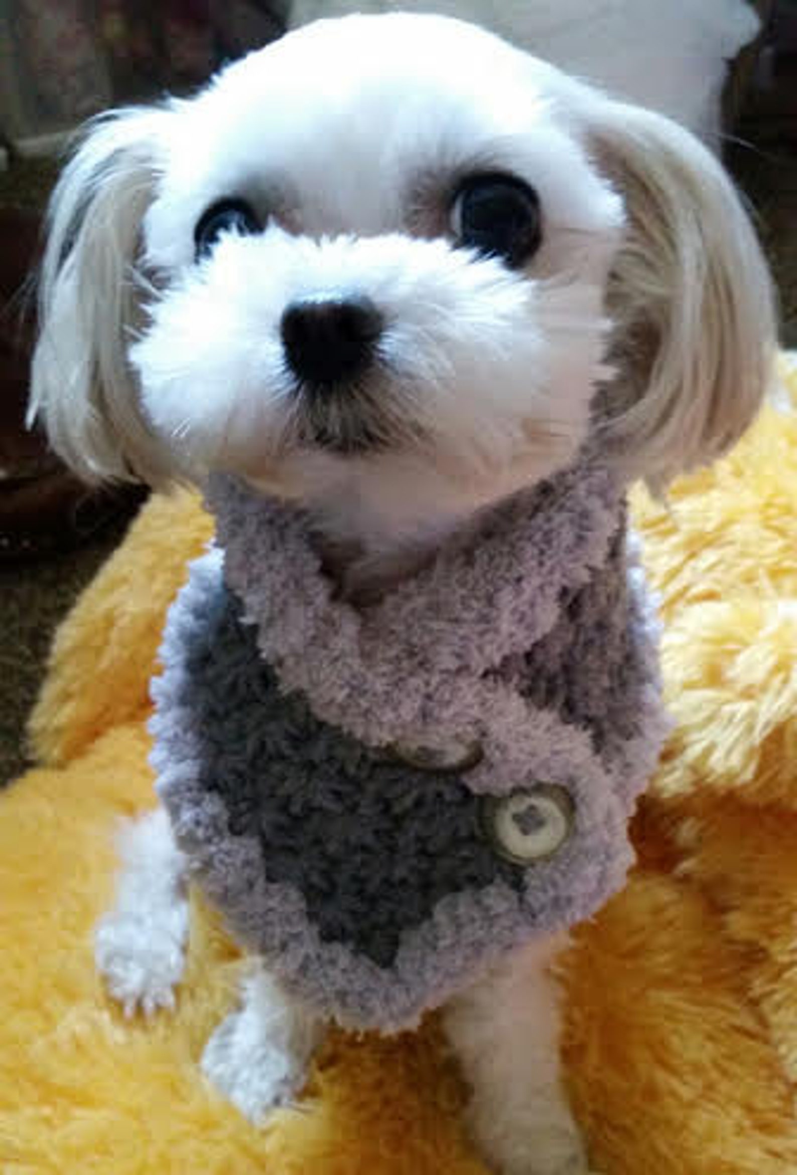 Crocheted Small Dog Scarf Dog Neck Warmer Puppy Scarf/neck - Etsy