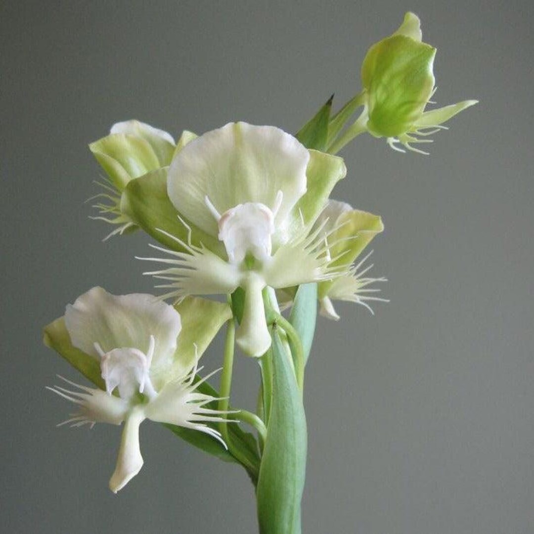 Fragrant White Pecteilis Susannae Orchid Tuber Plant - Etsy