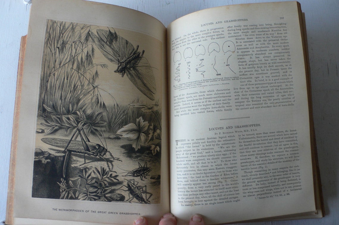 Antique Book Science for All Illustrated Leather Bound - Etsy