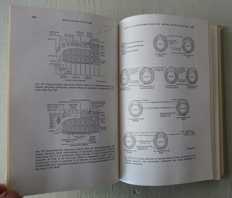 Vintage Anatomy Textbook: Evolution of Chordate Structure, 1960 - Etsy