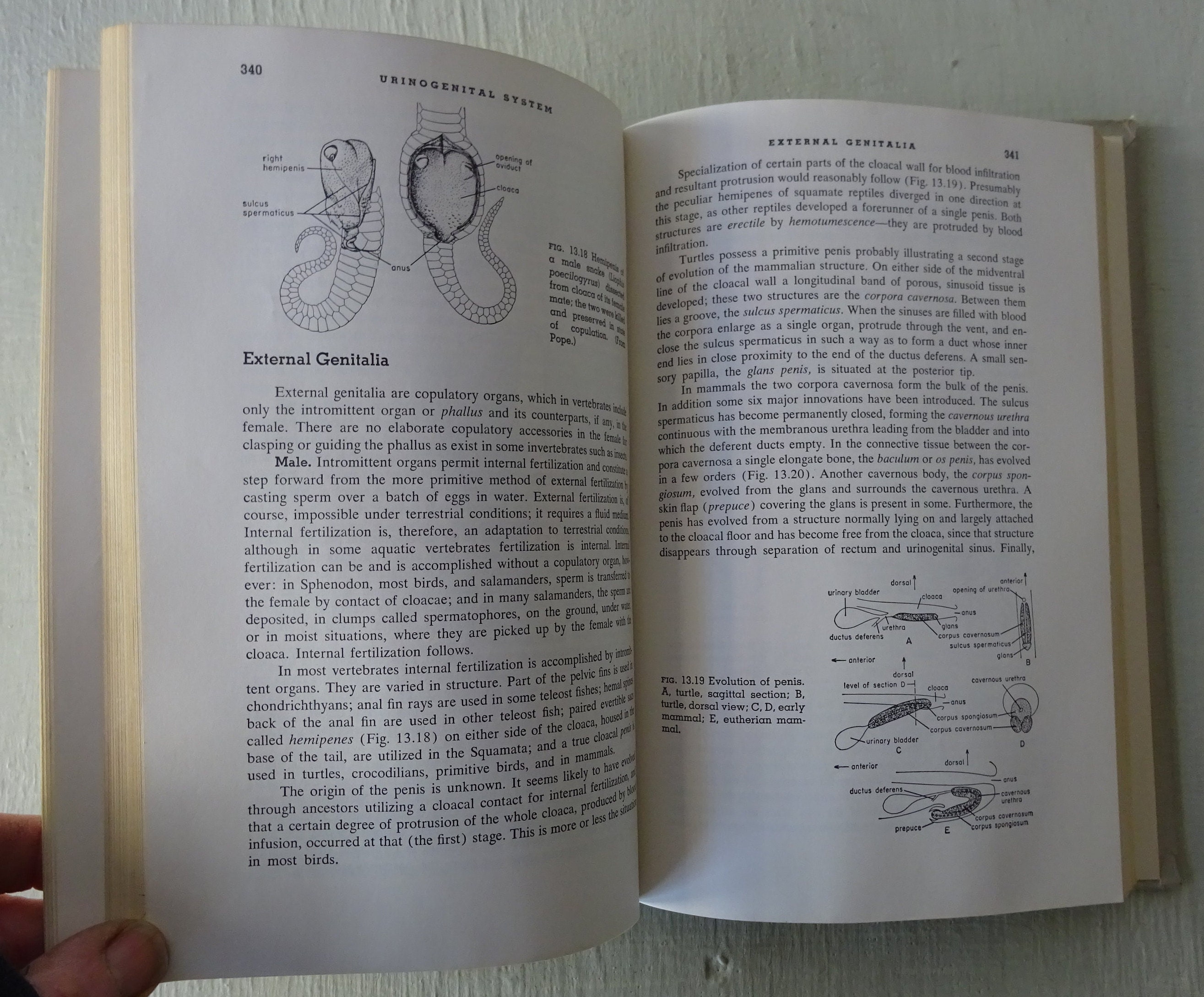 Vintage Anatomy Textbook: Evolution of Chordate Structure, 1960 - Etsy