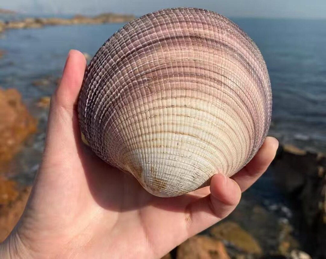 Natural Bird Tail Clam Seashell: Beach Decor, Nautical Aquarium - Etsy