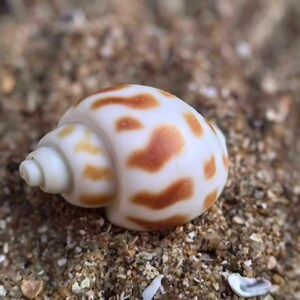 Natural Conch Shell /sea Snail /babylon Shells/diy Craft Shells Home ...