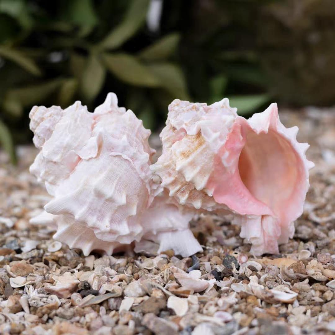 Pink Murex Seashell, Coastal Home Decor, Jewelry Shell - Etsy